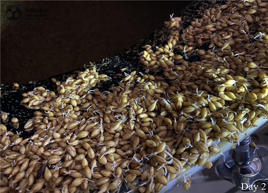 How the Malt Grows in the Germination Stage? - Laizhou Yingtai ...